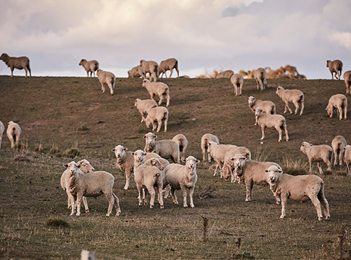 Australian Wool Innovation