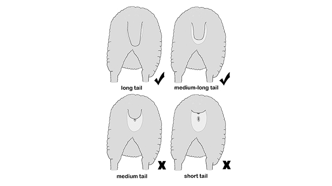 Tail length matters!