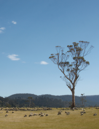 Australian Wool Innovation