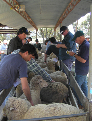 Australian Wool Innovation