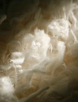 Australian Wool Innovation