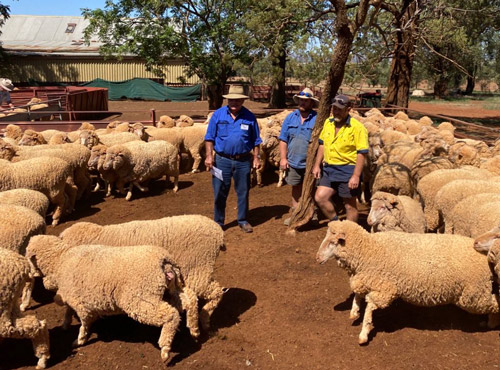 Australian Wool Innovation